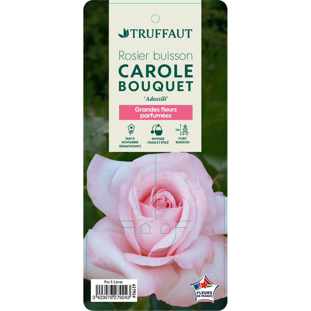 Rosier buisson 'Carole Bouquet®' (Adassili) : pot de 5 litres Truffaut ...