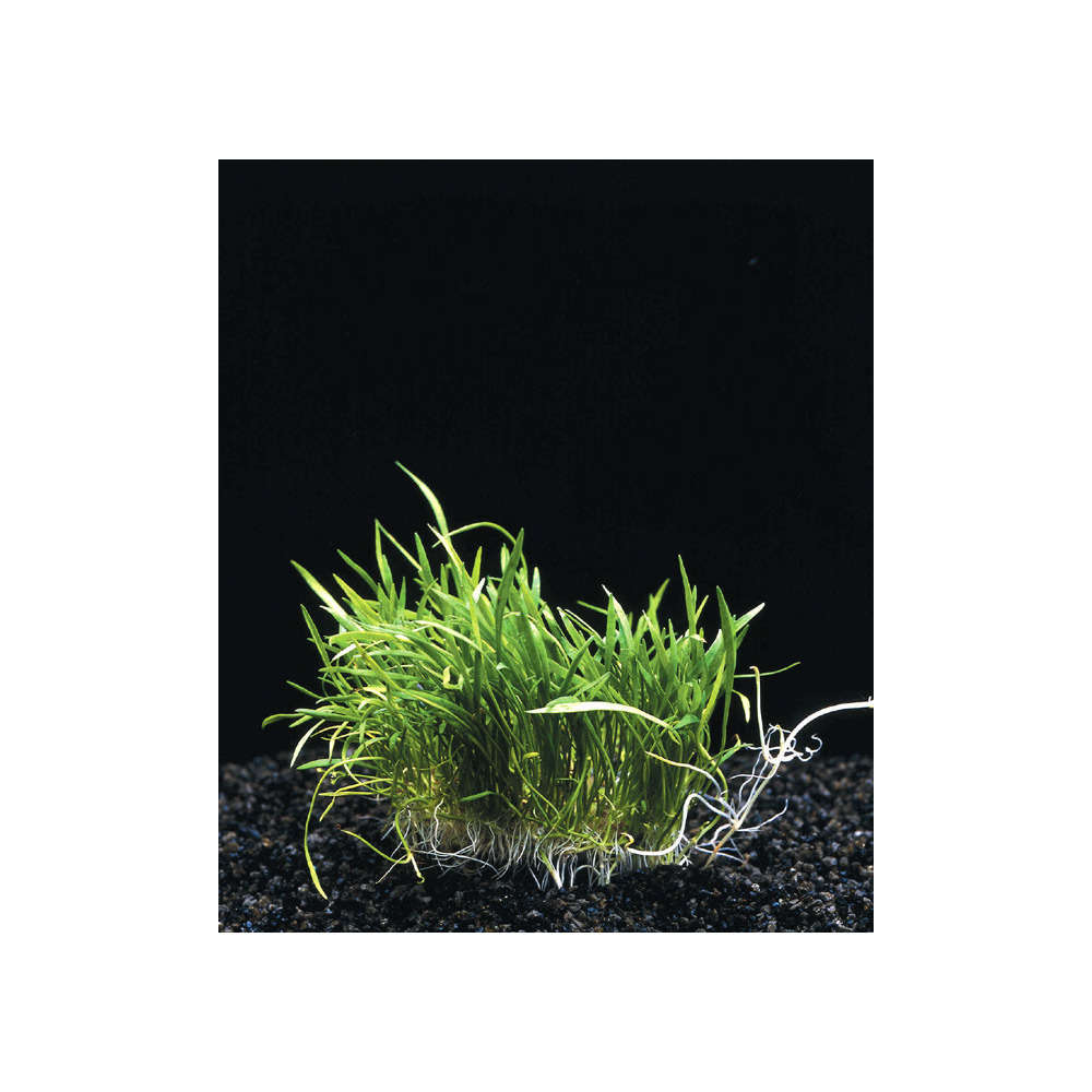 Plante aquatique : Lilaeopsis Novaezelandiae en pot | Truffaut
