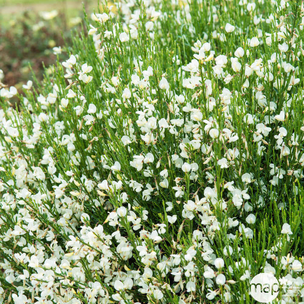 Cytisus x praecox ' Alba ': C4L | Truffaut