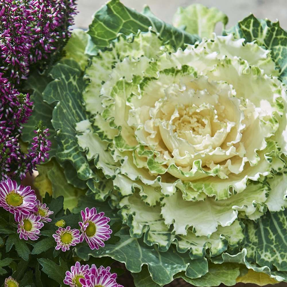 Chou d'ornement : pot 1 Litre | Truffaut