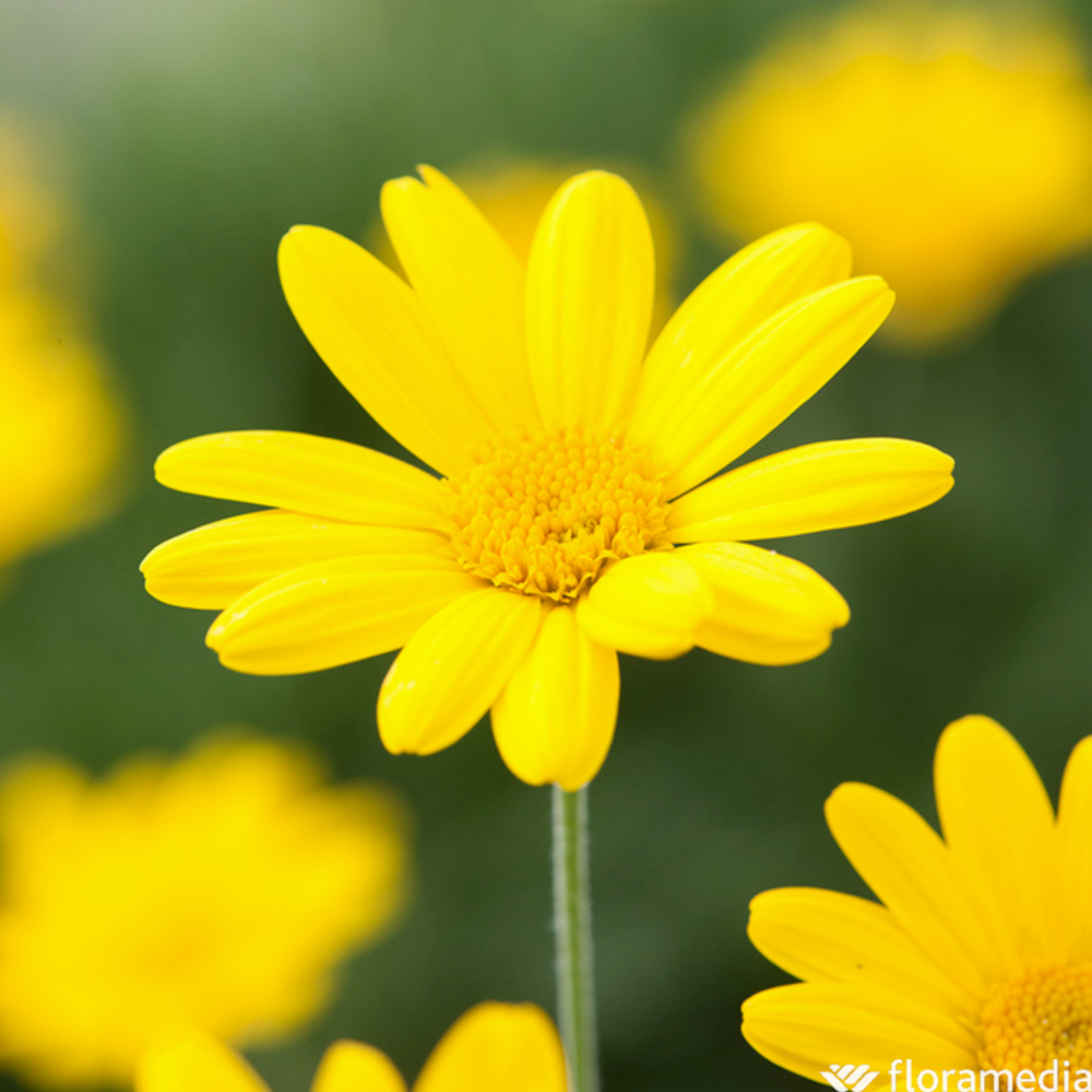 Euryops pectinatus:pot 5L | Truffaut