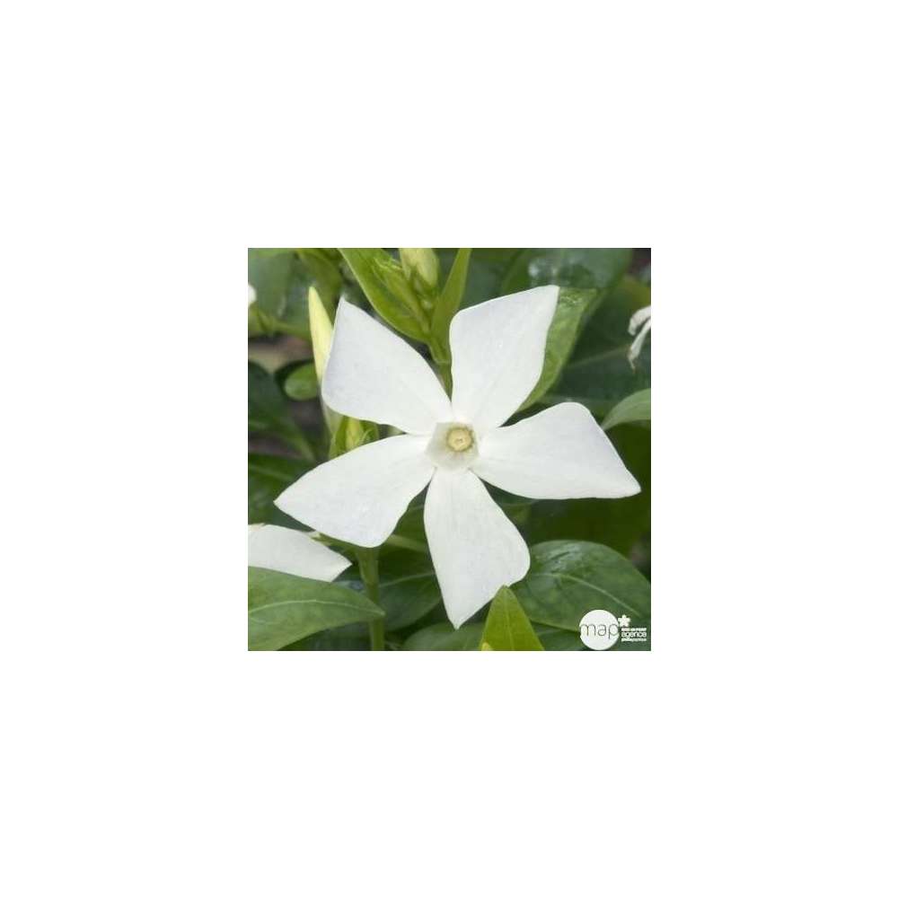 Pervenche petite blanche : lot de 3 godets Truffaut | Truffaut