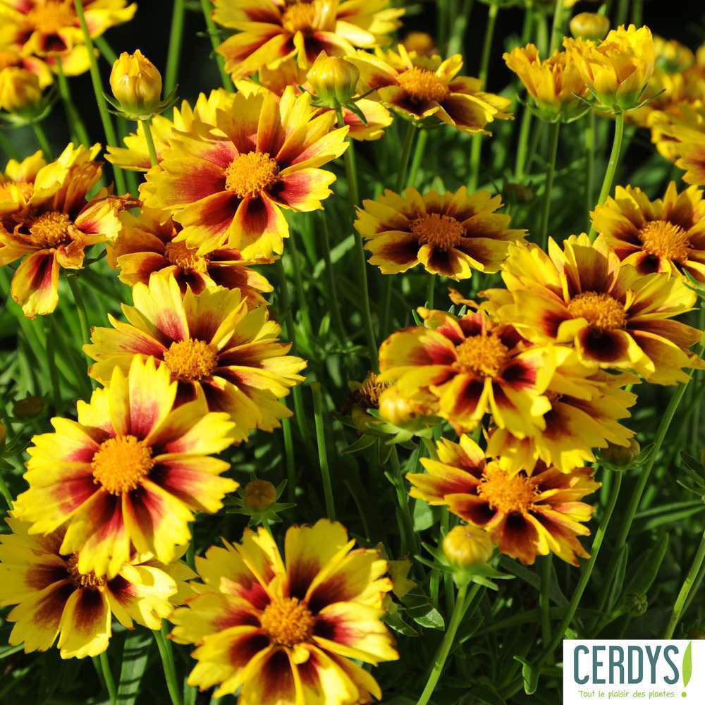 Coreopsis Enchanted Eve :lot de 3 godets Truffaut | Truffaut