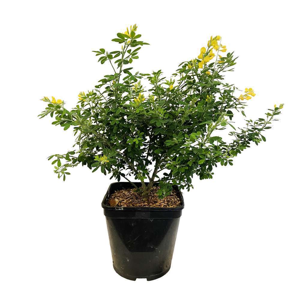 Genista 'Porlock':pot 4L | Truffaut