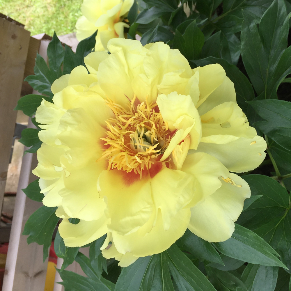 Pivoine Itoh - Pot 5L | Truffaut