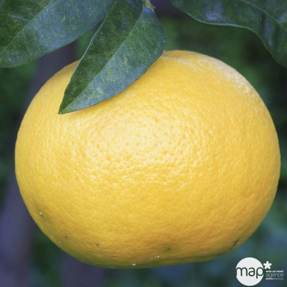 Pomelo rose 'Star Ruby': AB, C3L Truffaut Jardin Durable Ab | Truffaut