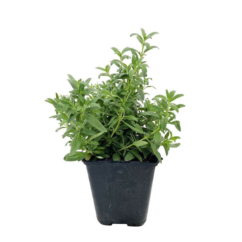 Hyssopus Officinalis : pot 1 litre Eco-R | Truffaut