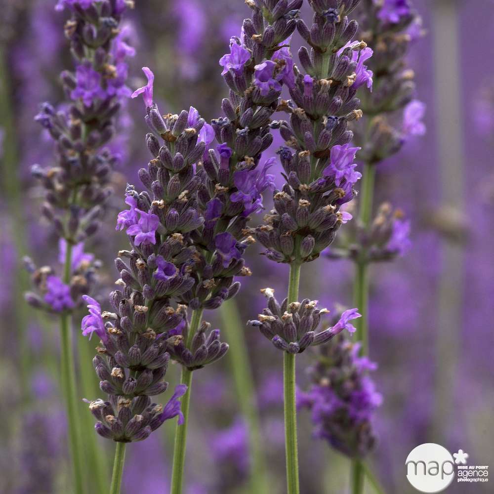 Lavande x intermedia Dutch Lavander pot 3L | Truffaut