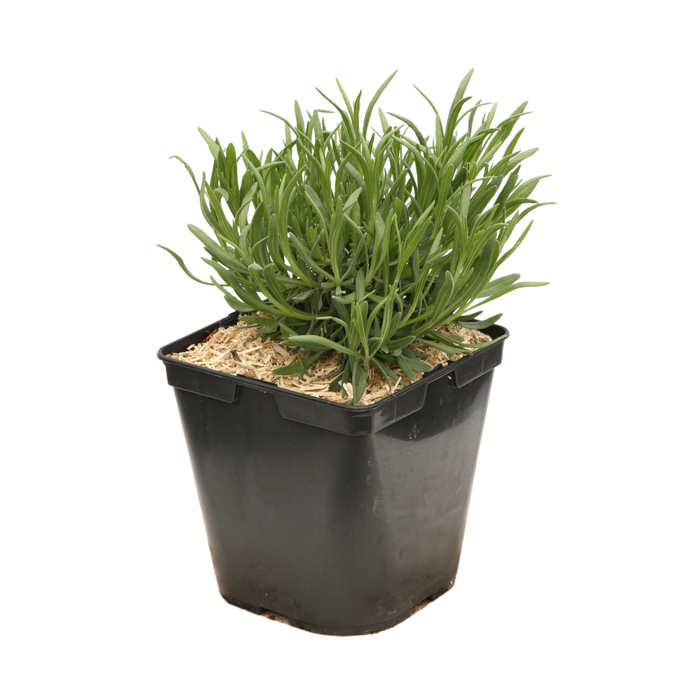 Lavande x intermedia Dutch Lavander pot 3L Truffaut | Truffaut