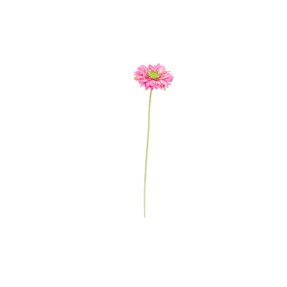 Gerbera Fuschia Arche Diffusion | Truffaut