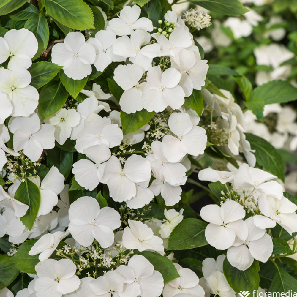 Hydrangea 'Runaway Bride®' - Pot 6L | Truffaut