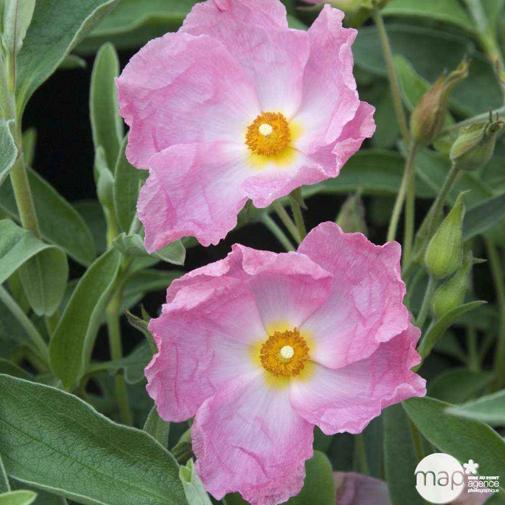 Cistus x purpureus : pot 4.5L | Truffaut