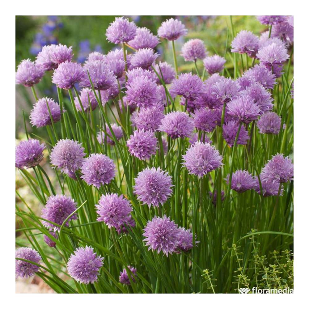 Plant de ciboulette : pot de 0,5 litre | Truffaut