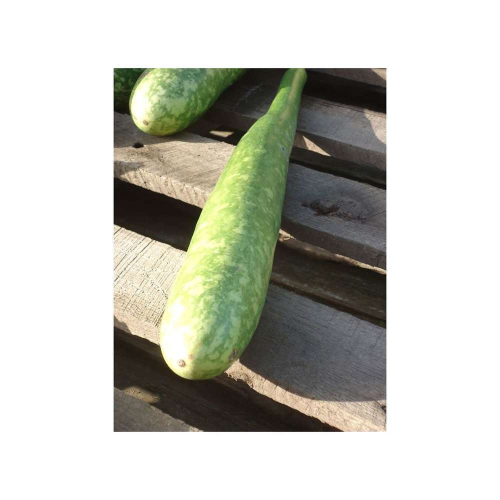 Graines de Courge Calebasse longue massue d'Hercule | Truffaut