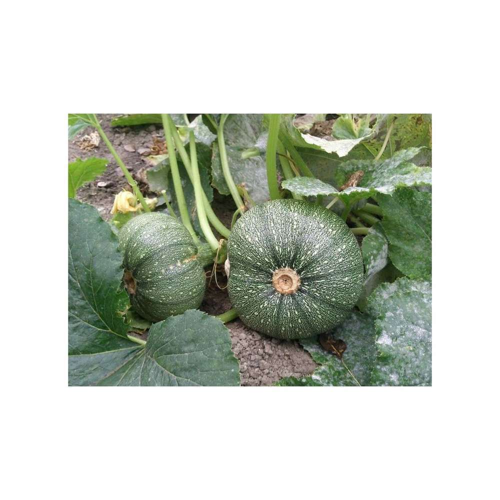 Graines de Courgette de Nice à fruit rond | Truffaut