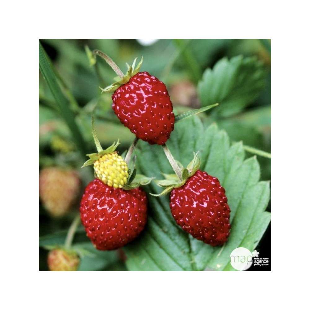 Plant de fraisier 'Fraise des Bois' bio : en racines nues Truffaut ...