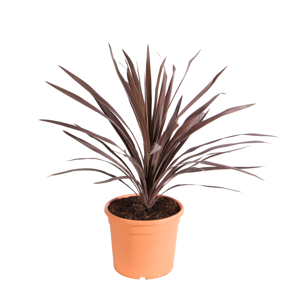 Cordyline australis 'Red Star' : pot 10L | Truffaut