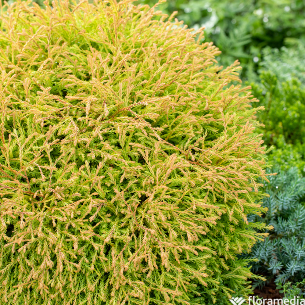 Thuya occidentalis 'Golden Tuffet' Pot 2L | Truffaut
