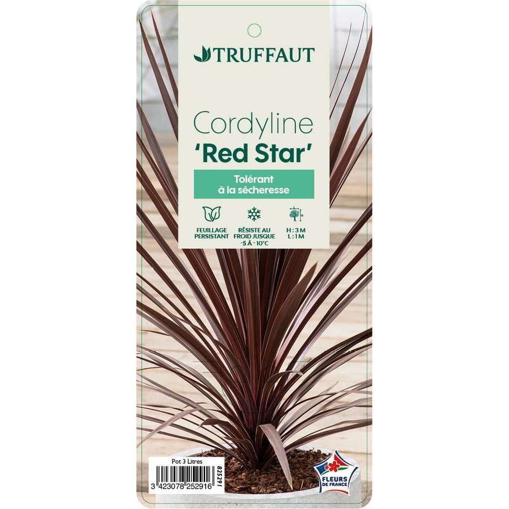 Cordyline australis 'Red Star' : pot 3L Truffaut | Truffaut