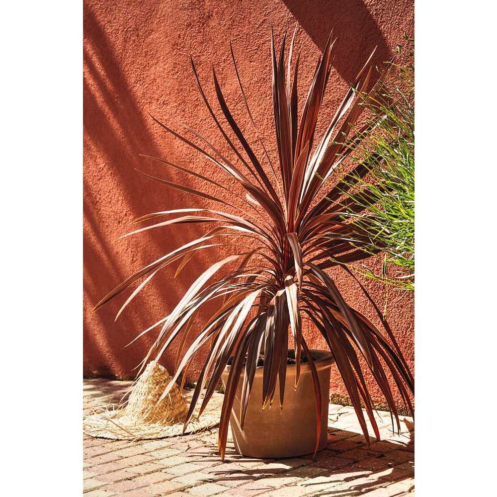 Cordyline australis 'Red Star' : pot 3L Truffaut | Truffaut