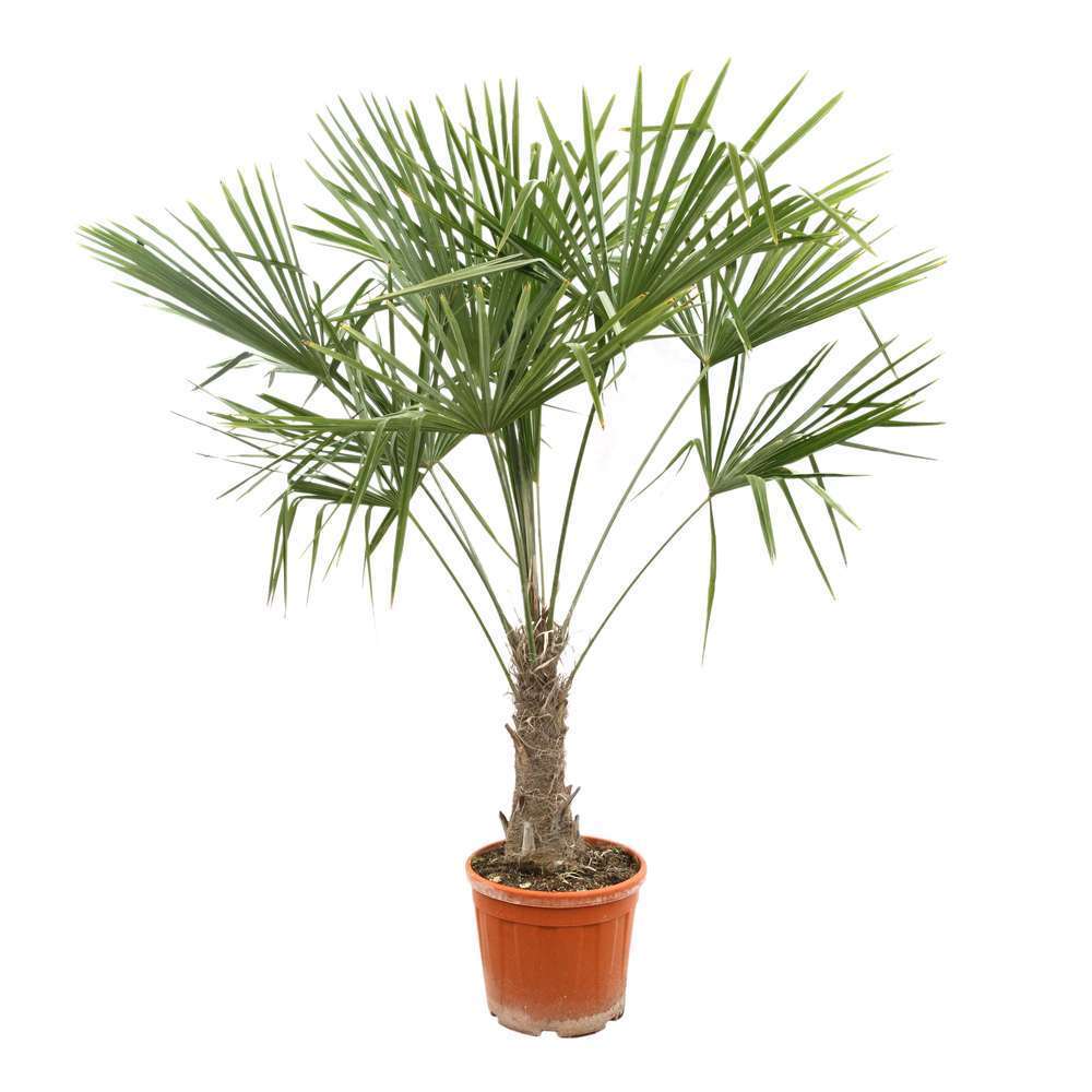 Palmier de Chine - Trachycarpus fortunei : pot de 25 litres 50/60 ...