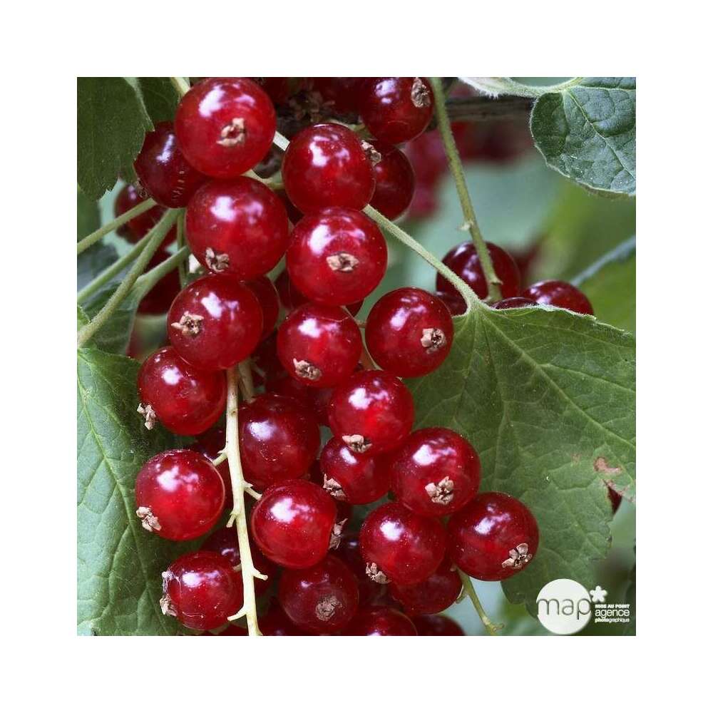 Groseillier à grappes 'Jonkheer van Tets' bio: pot 1,5 litres Truffaut ...