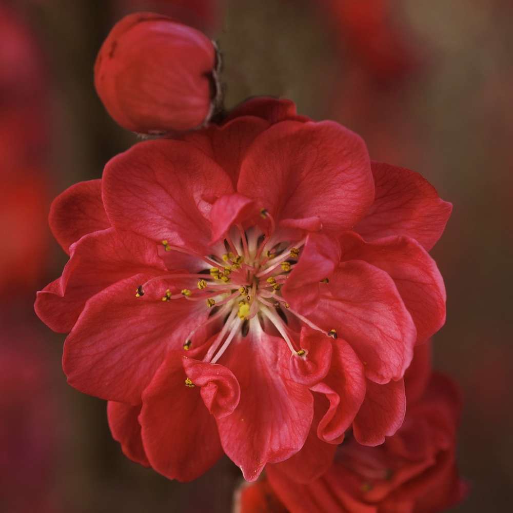 Prunus 'Taoflora Red':pot 10L | Truffaut