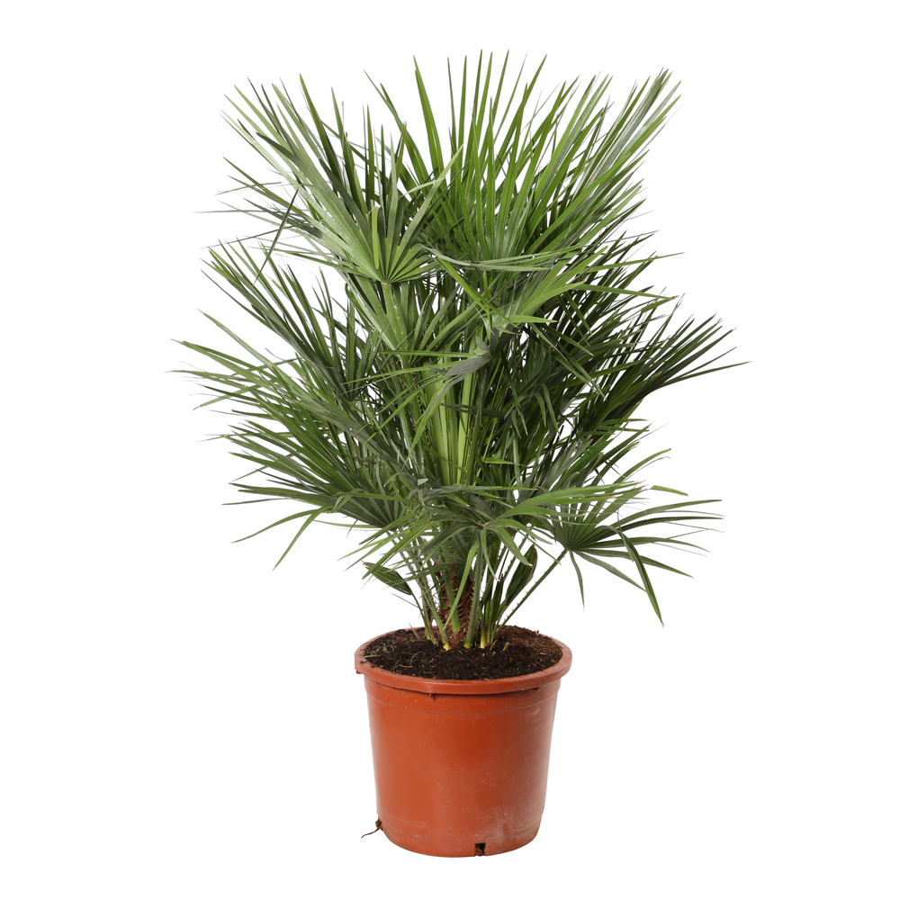 Chamaerops humilis : pot de 15 L | Truffaut