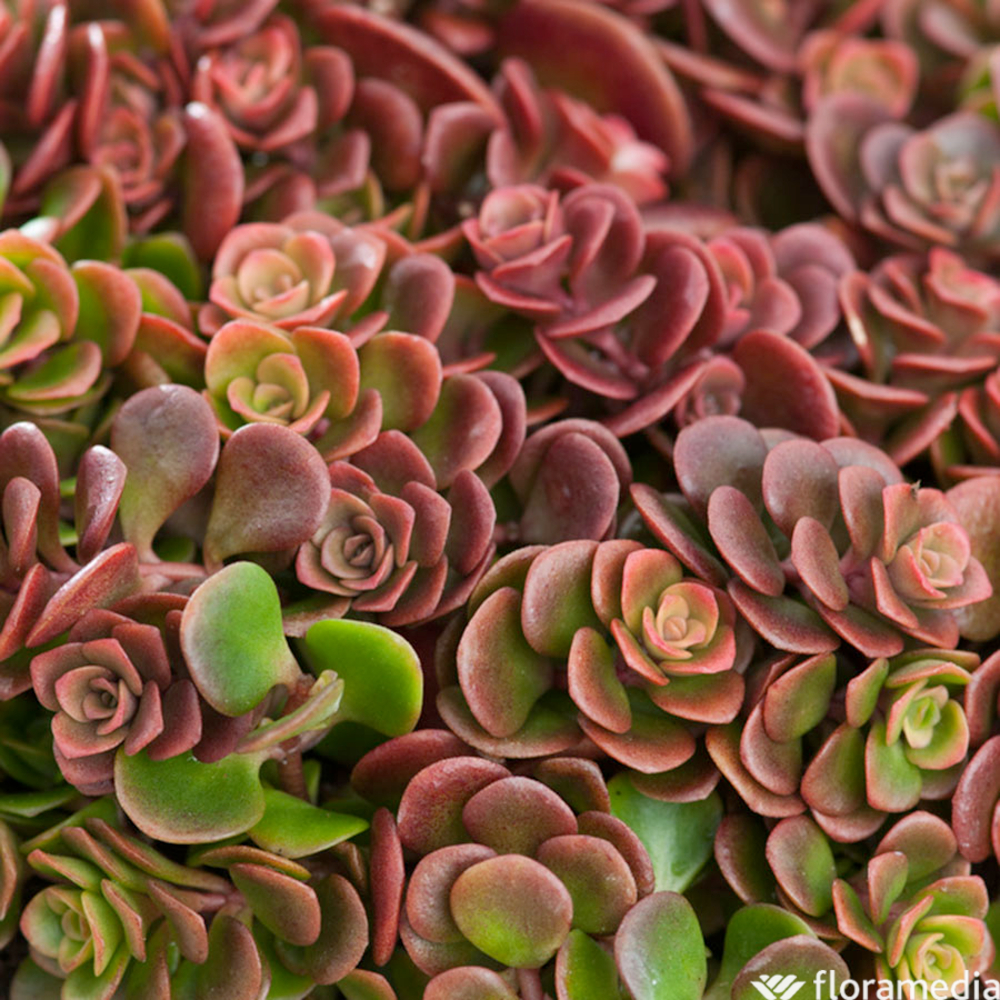 Sedum collection : pot 2L | Truffaut