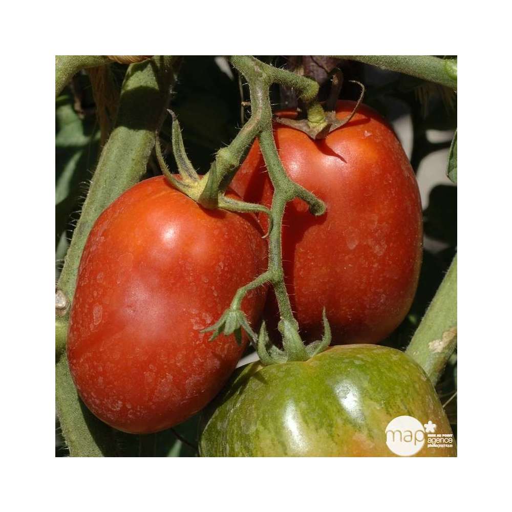 Plant de tomate 'Russe Rouge' bio : pot de 0,5 litre Truffaut Jardin ...