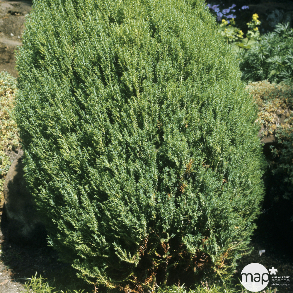 Genévrier de Chine (Juniperus chinensis) 'Stricta' 40/50 : pot 3L ...