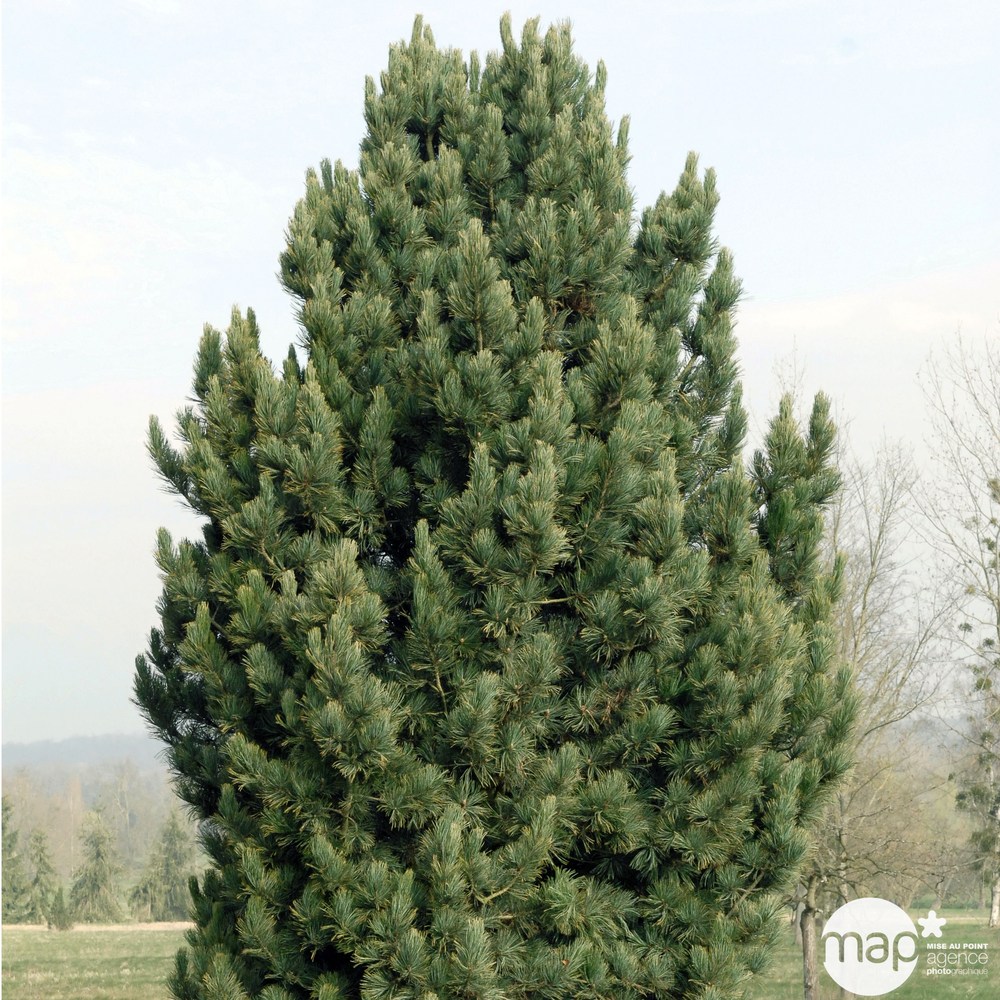 Pin (Pinus cembra) 'Compacta Glauca' 30/40 : pot 5L | Truffaut