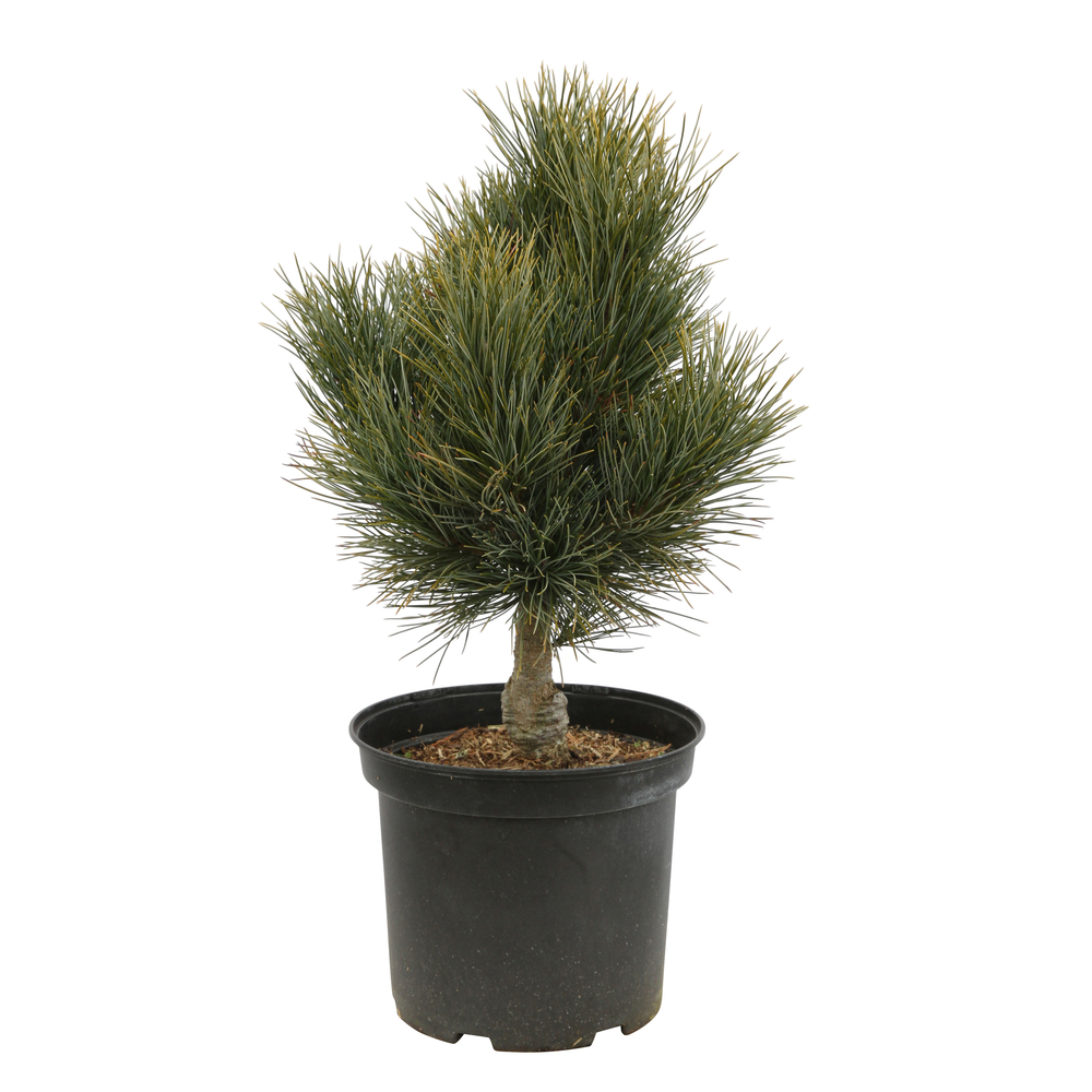 Pin (Pinus cembra) 'Compacta Glauca' 30/40 : pot 5L | Truffaut