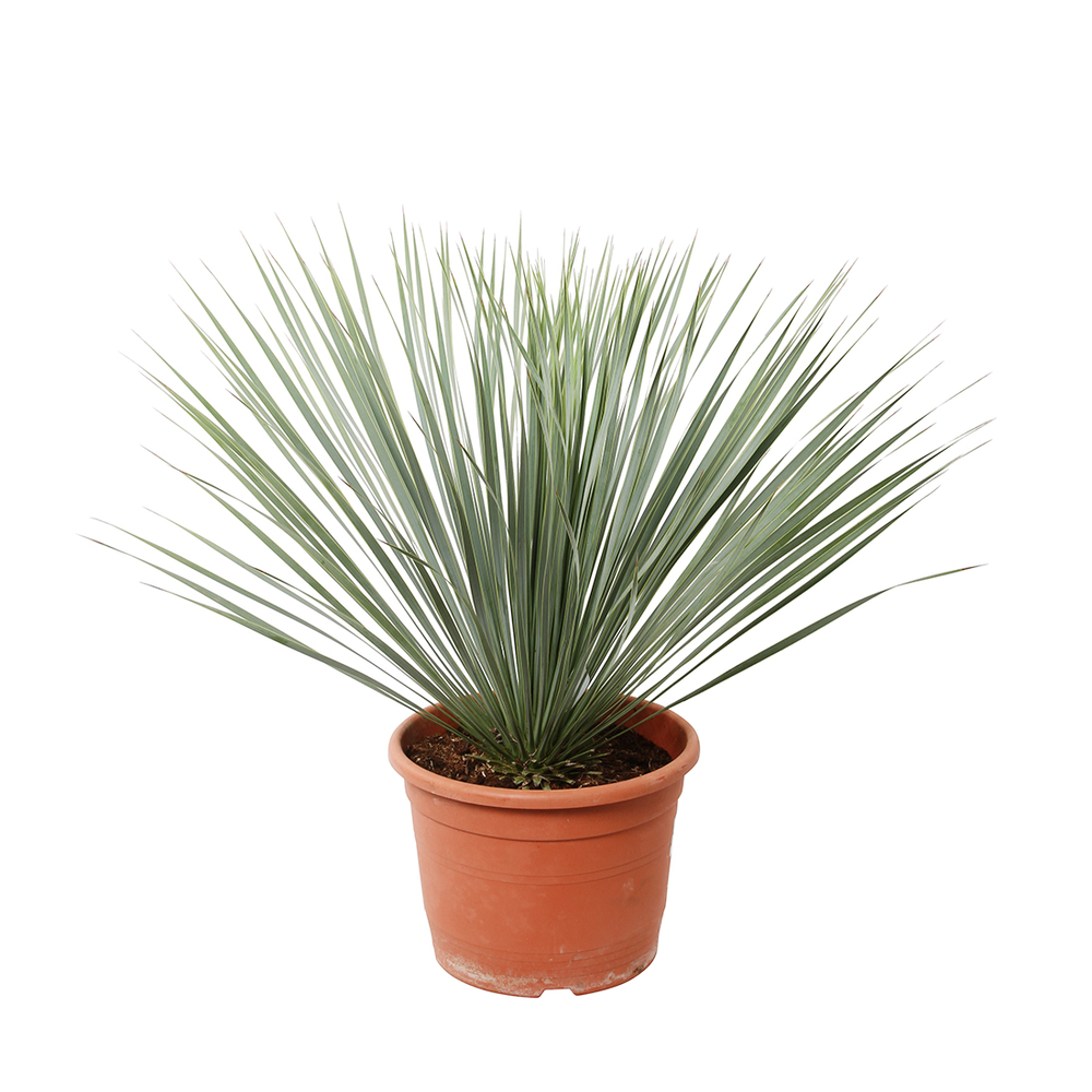 Yucca rostrata: pot 10L | Truffaut