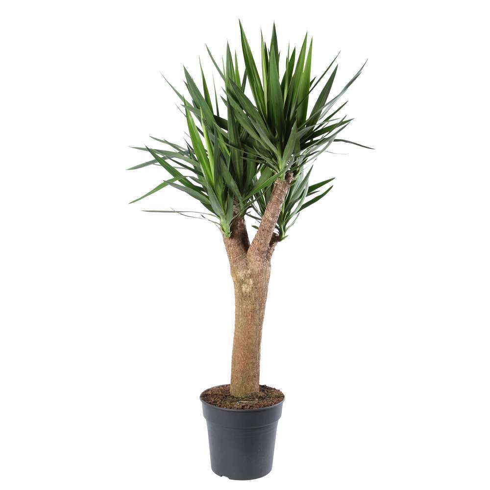 Yucca tige ramifié :H 140 cm pot D 31 cm | Truffaut