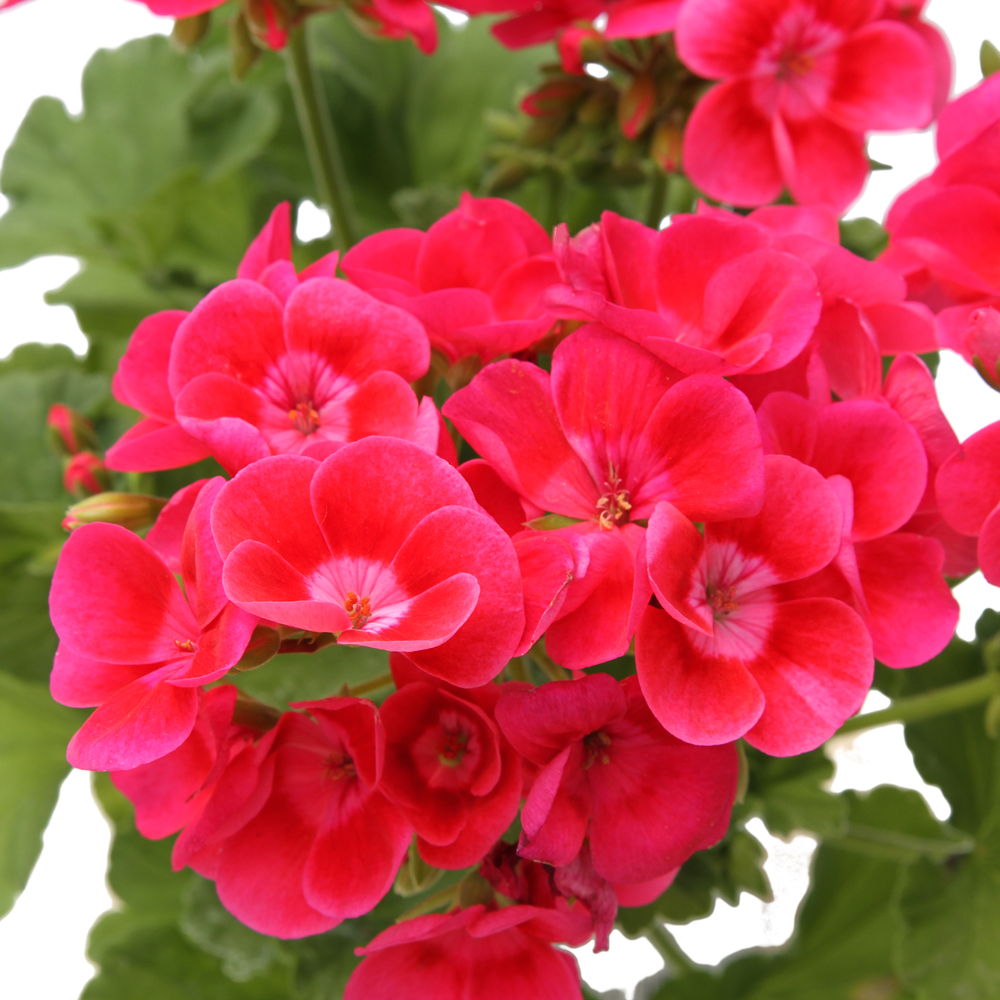 Geranium 'Pretty Little'- Jardinière 40cm | Truffaut
