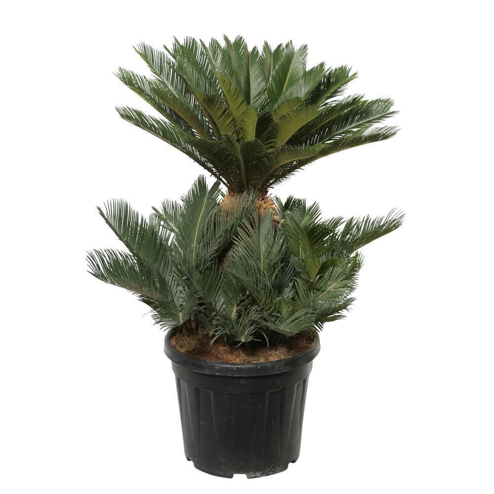 Cycas revoluta : pot de 35 L - H. 25/40 cm | Truffaut