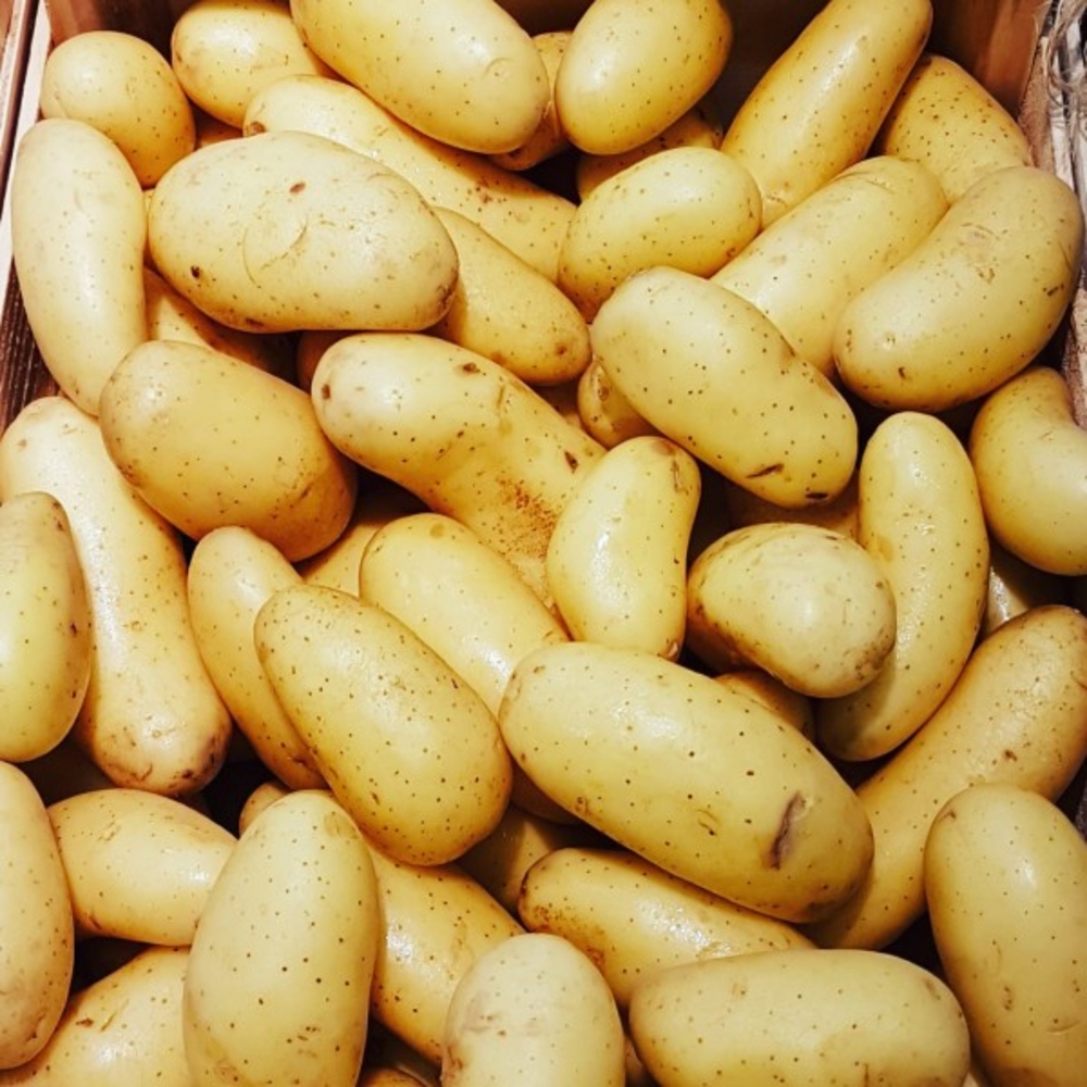 Plants de pommes de terre 'Celtiane' Bio en clayette x60 Truffaut ...