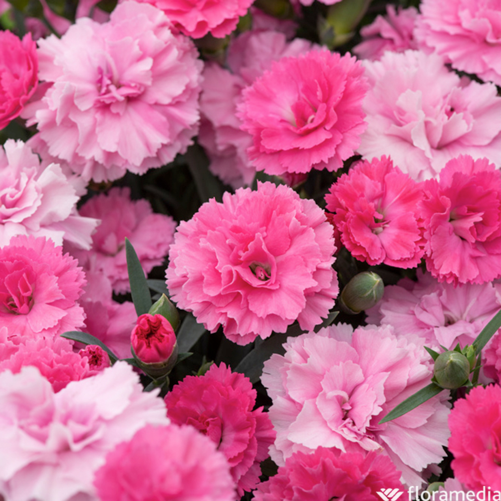 Oeillet (Dianthus) 'I love U:pot 0,50L | Truffaut