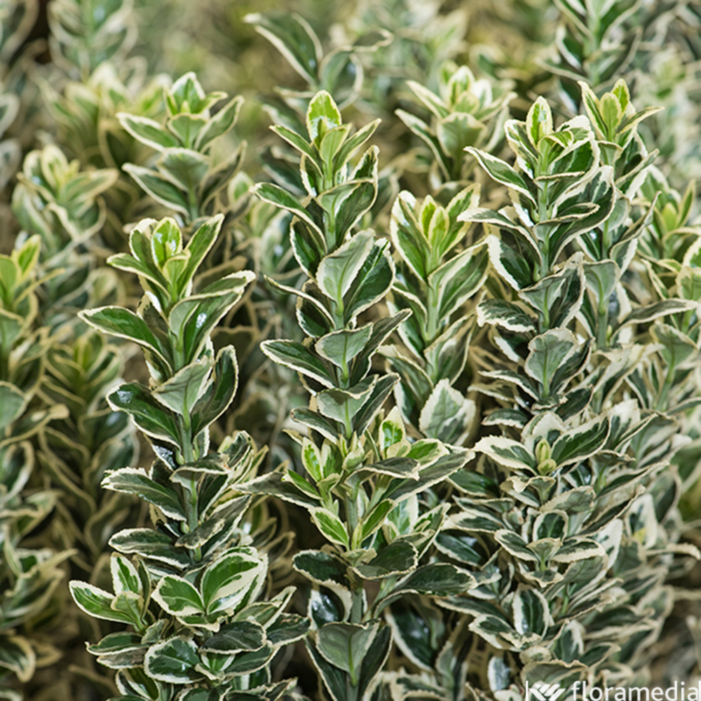 Euonymus 'White Spire' pot 3L Truffaut | Truffaut