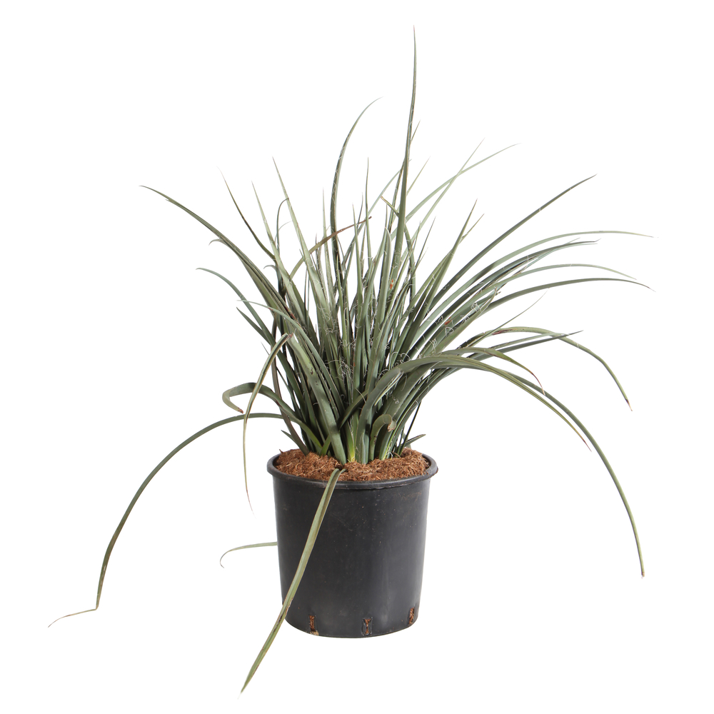 Hesperaloe parviflora : Pot 10L | Truffaut