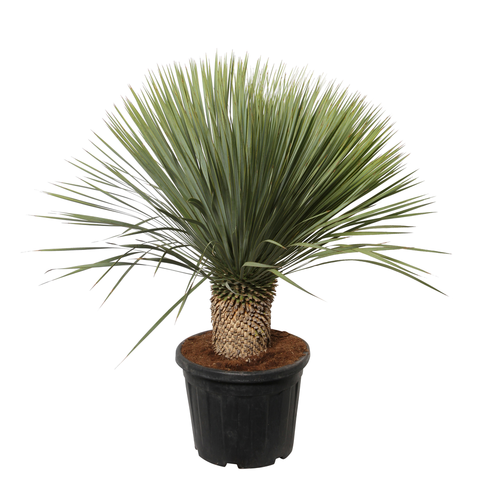Yucca rostrata : en touffe, pot de 35 L | Truffaut