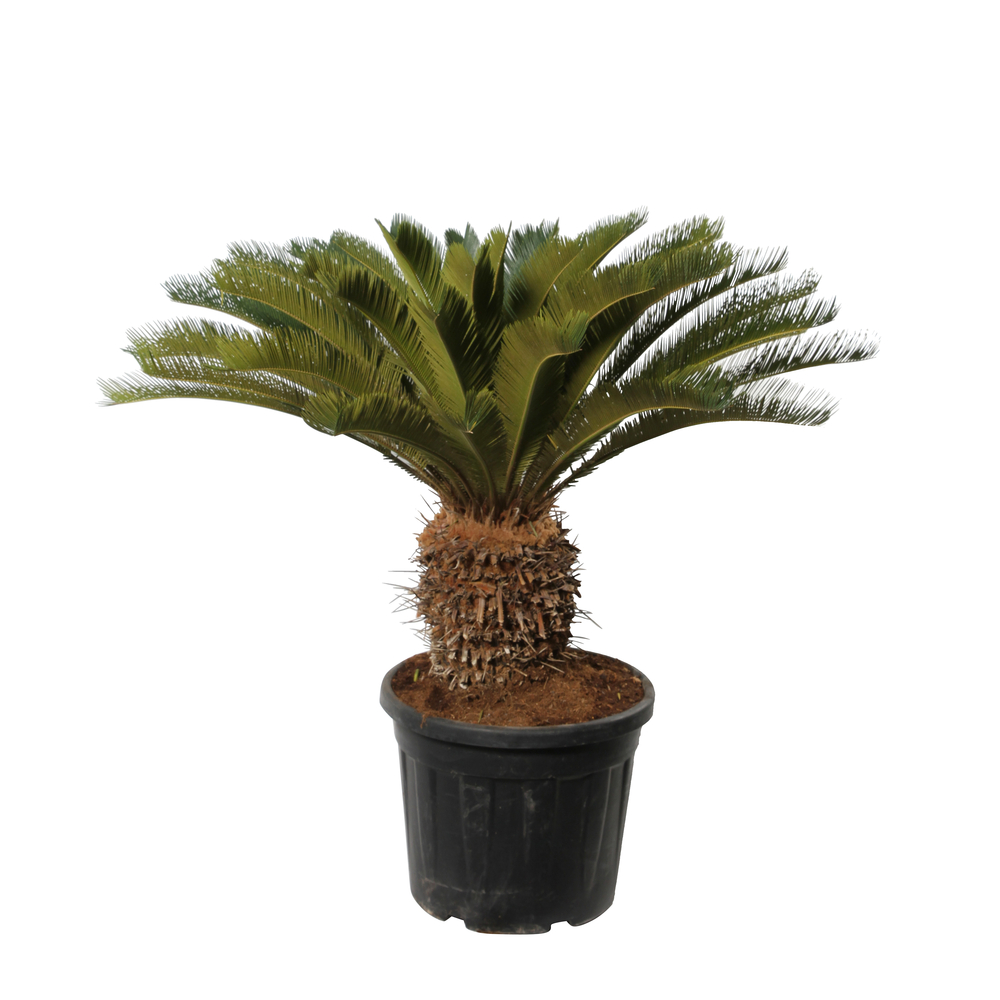Cycas revoluta : pot de 55 L cm - H. 35/45 cm | Truffaut