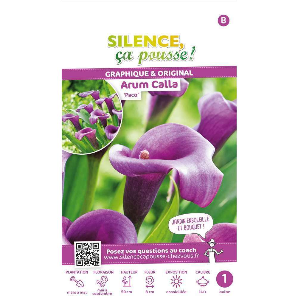 ARUM CALLA PACO 14/+ X1 | Truffaut