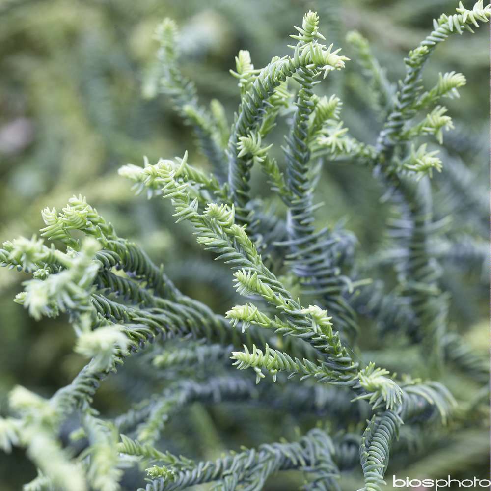 Cryptomeria japonica 'Rasen-sugi' Pot 7,50 L | Truffaut