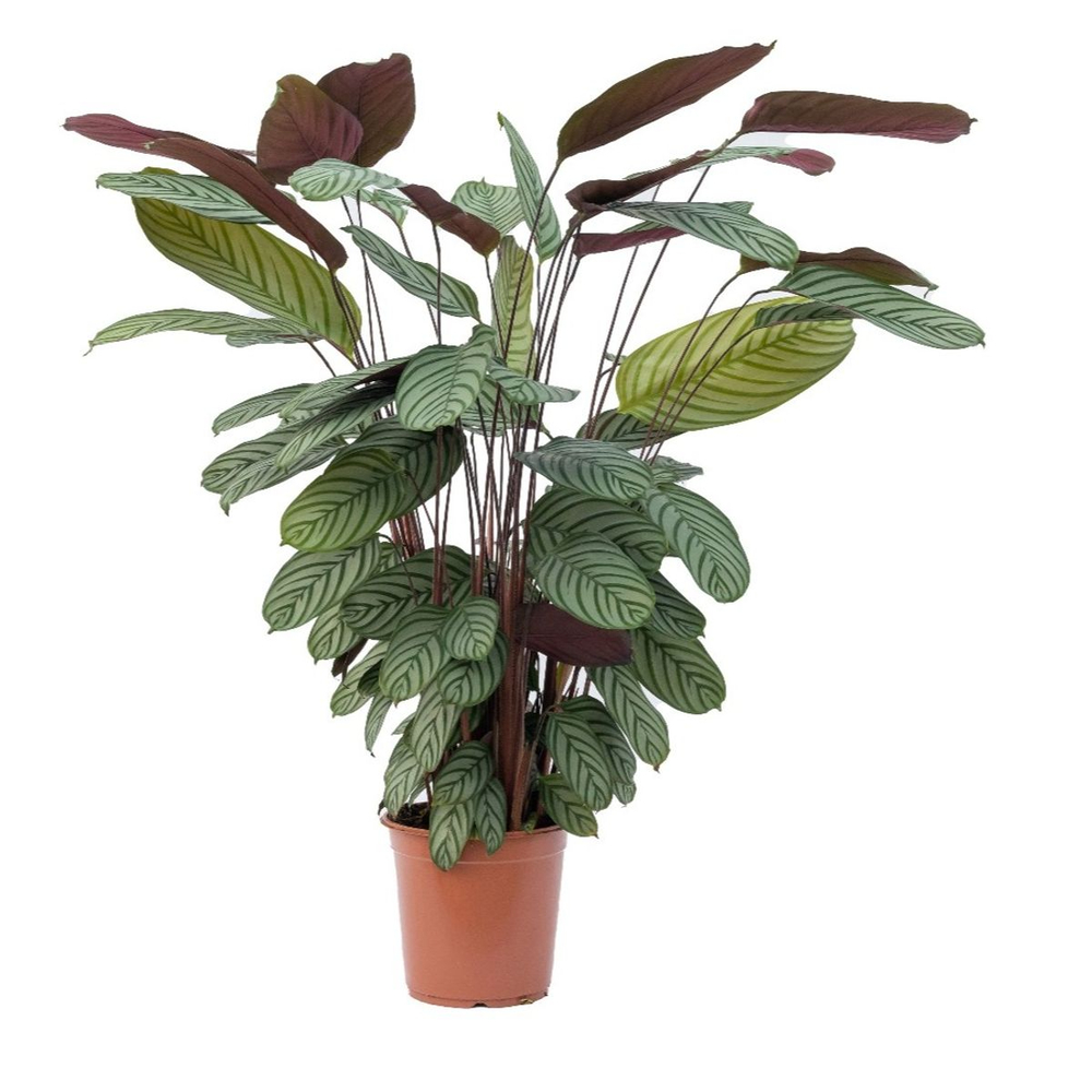 Calathea oppenheimiana Pot D24cm | Truffaut