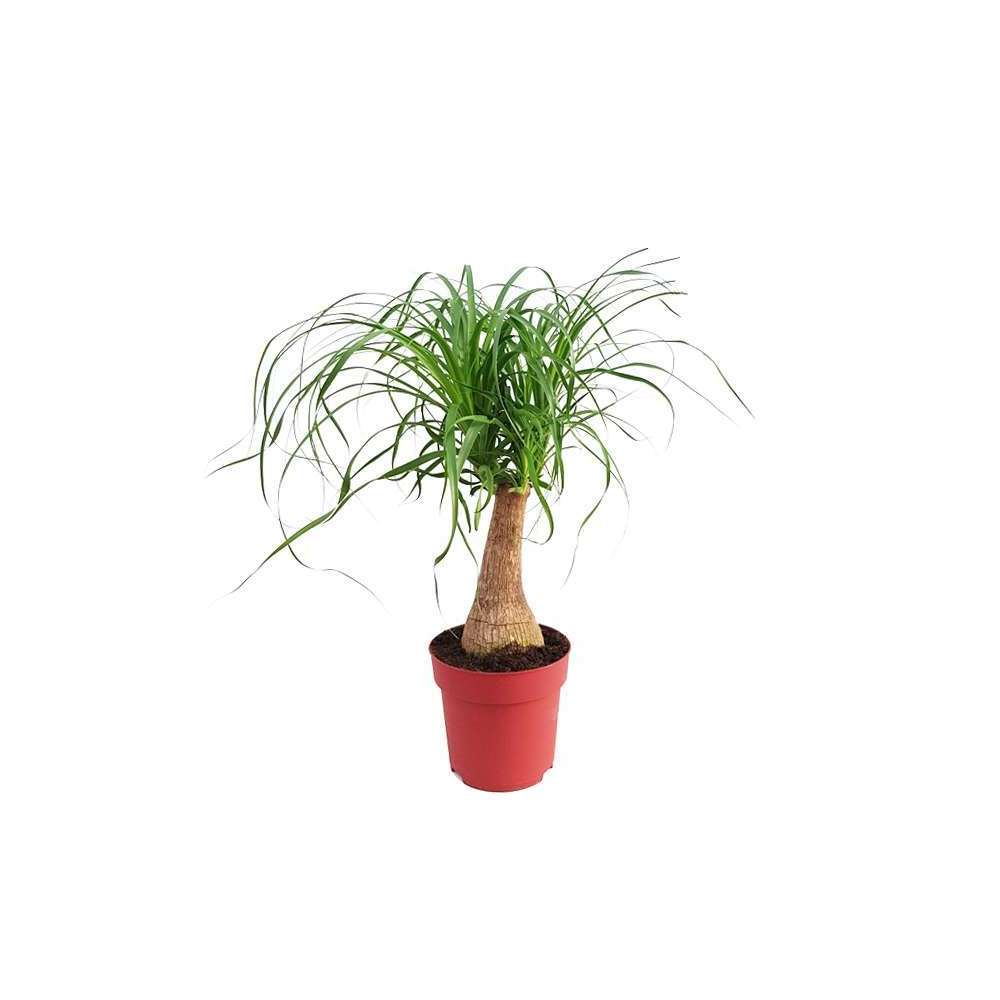 Beaucarnea 'Maya Palm' : H60 cm pot D19cm | Truffaut