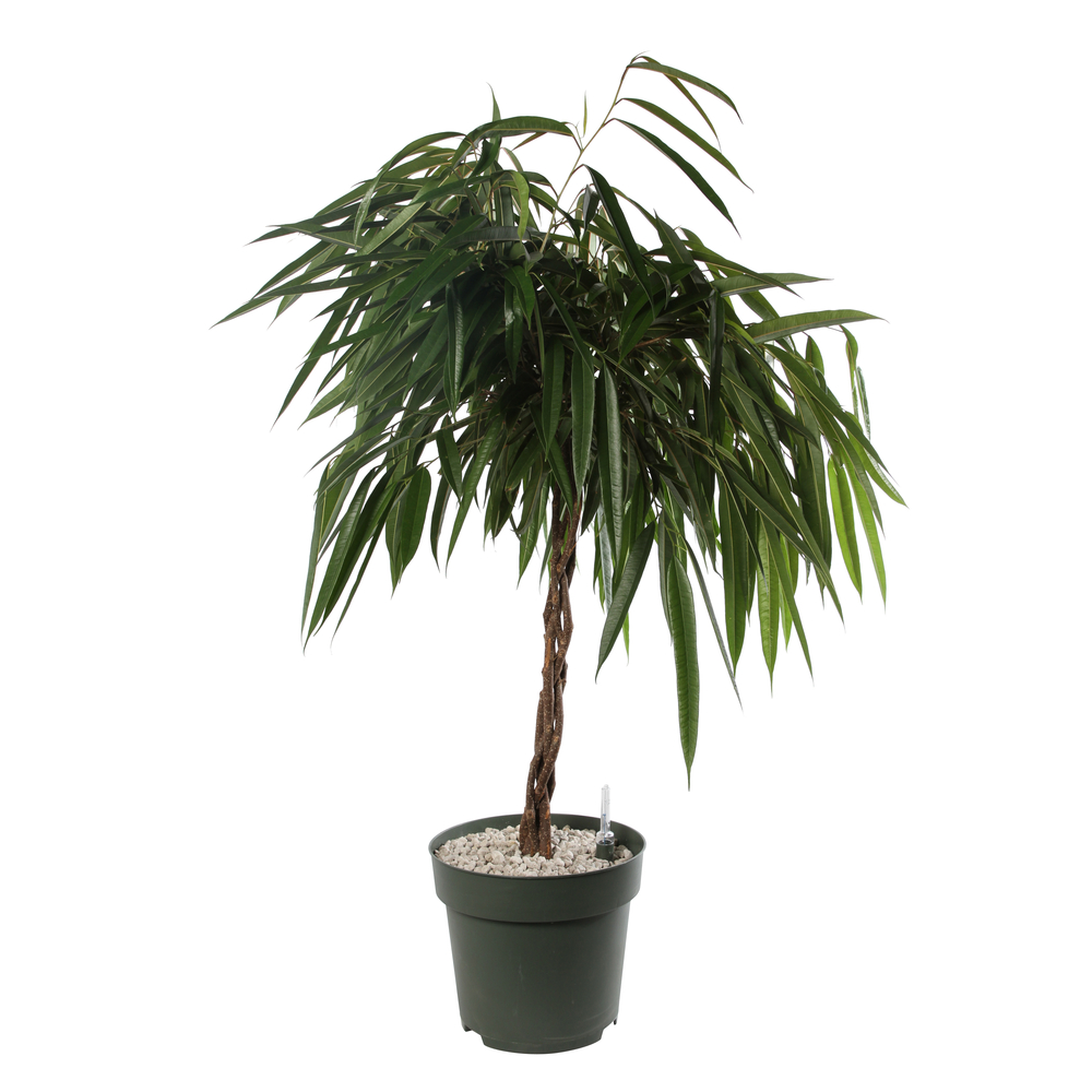 Ficus 'Mahori':Tressé H120cm pot D27cm | Truffaut