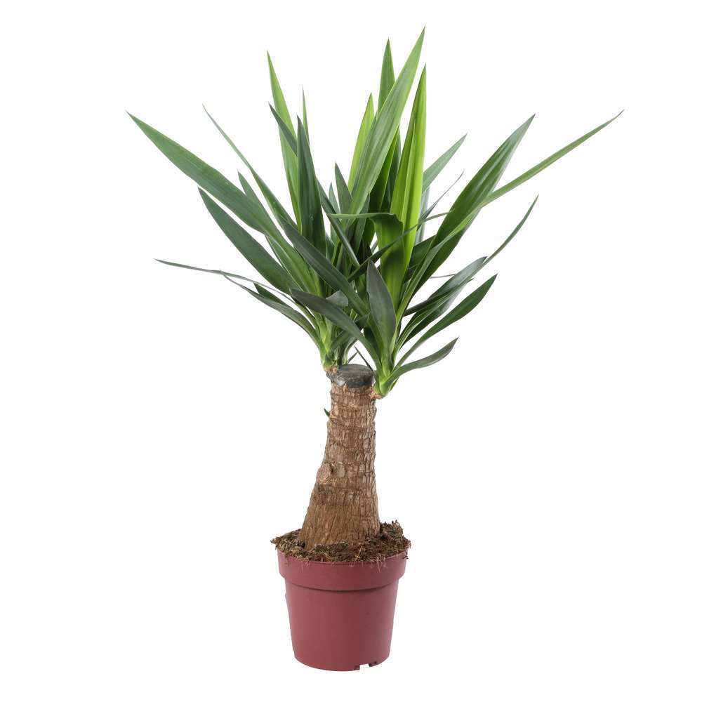 Yucca ' Maya Tree' Tige Pot D 19 cm | Truffaut