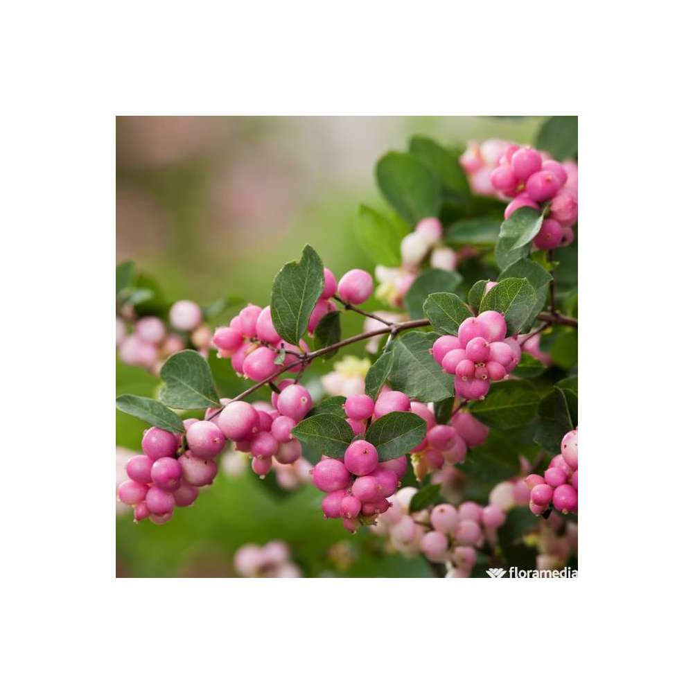 Symphoricarpos 'Magical® Sweet' Pot 4,5L | Truffaut